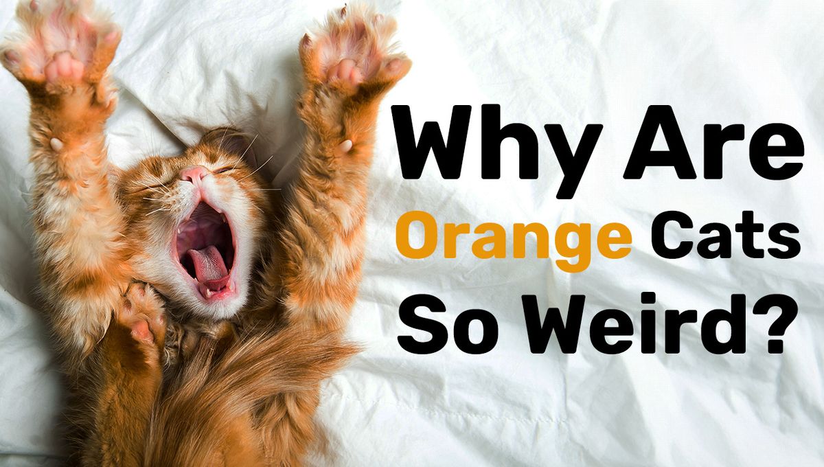 Is Orange Cat Behavior A Real Thing? | Video | IFLScience