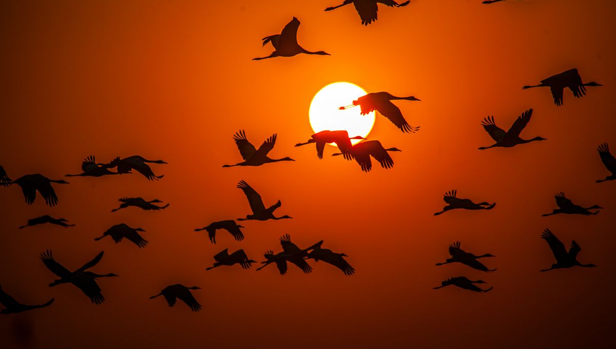 What's The Largest Flock Of Birds Ever Seen In The Skies? | IFLScience