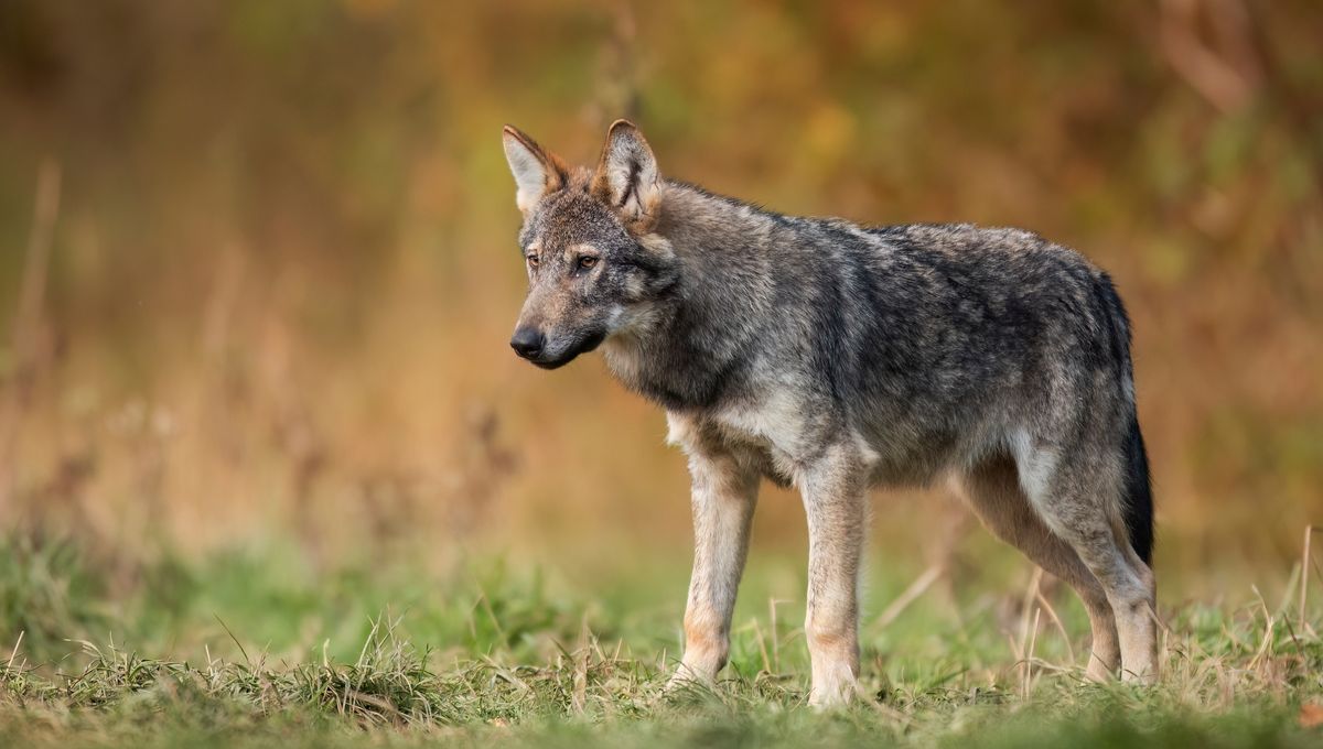 Hunter Kills First Gray Wolf Seen In Lower Peninsula Of Michigan For ...