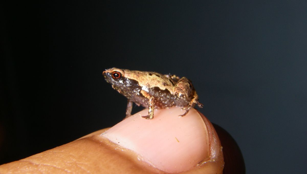 7 Animals With Some Of The Silliest Scientific Names | IFLScience