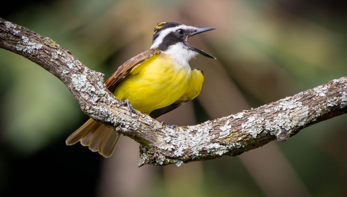 Birds May Dream, But What Do Those Dreams Sound Like? | IFLScience