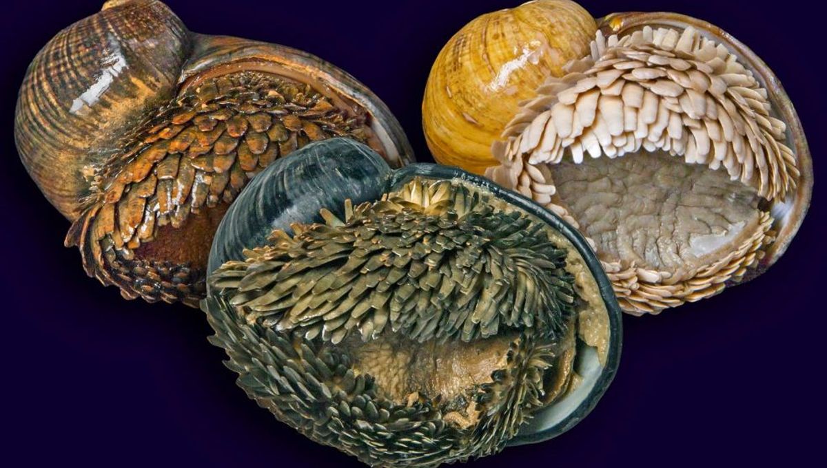 Volcano Snail: The Armored Snail From The Bottom Of The Ocean | IFLScience
