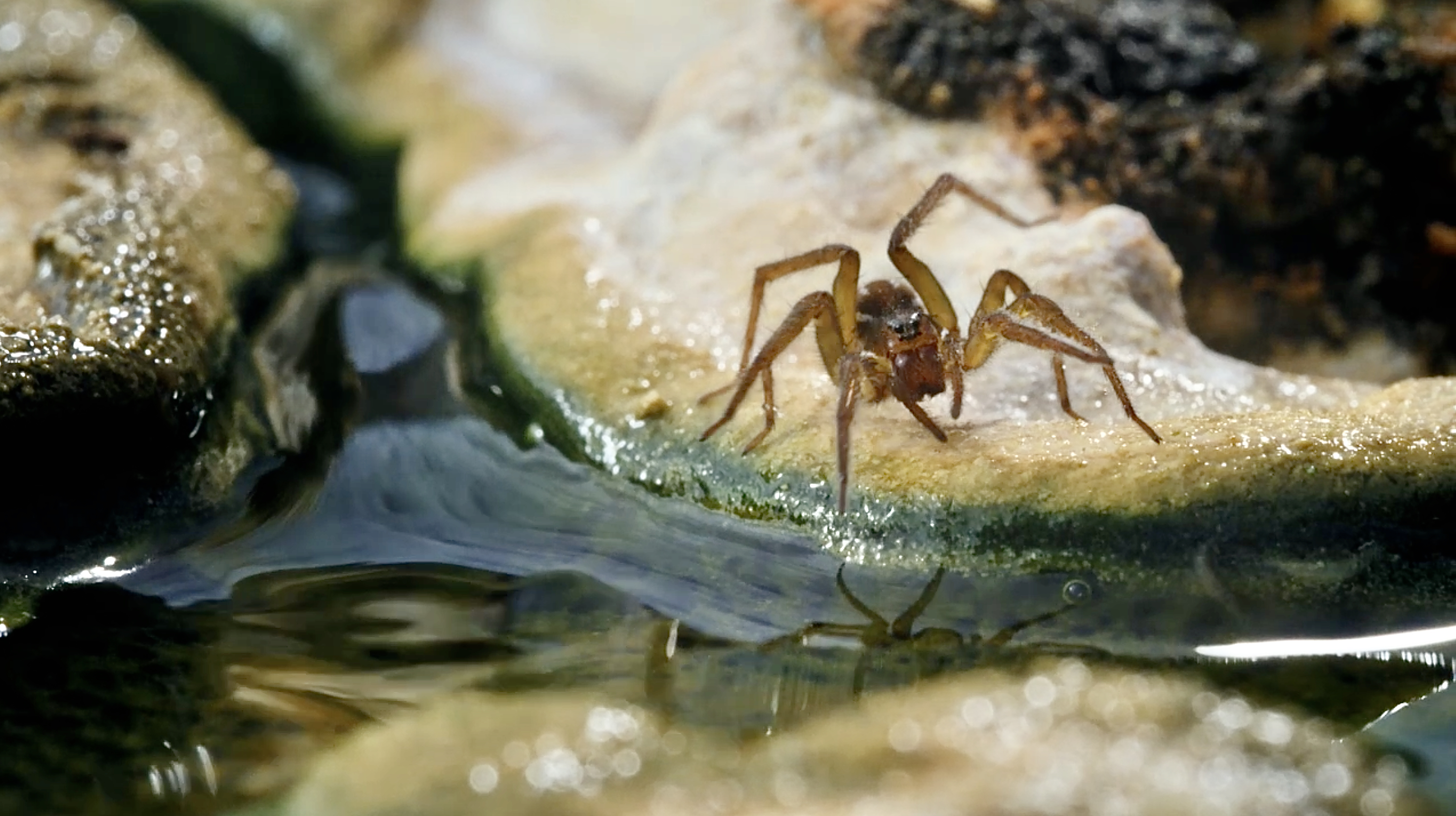 Wolf Spiders Have Claimed The Hot Springs Of Fjallabak Nature Reserve ...