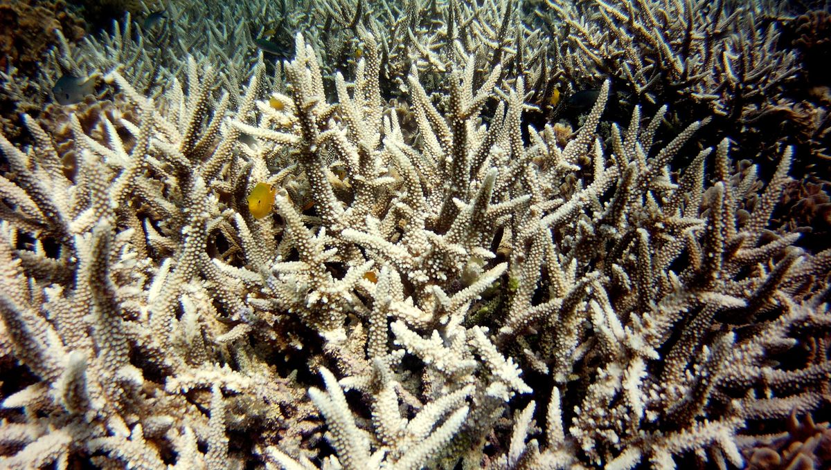 World’s 4th Global Coral Bleaching Event Confirmed – And It Could Be ...