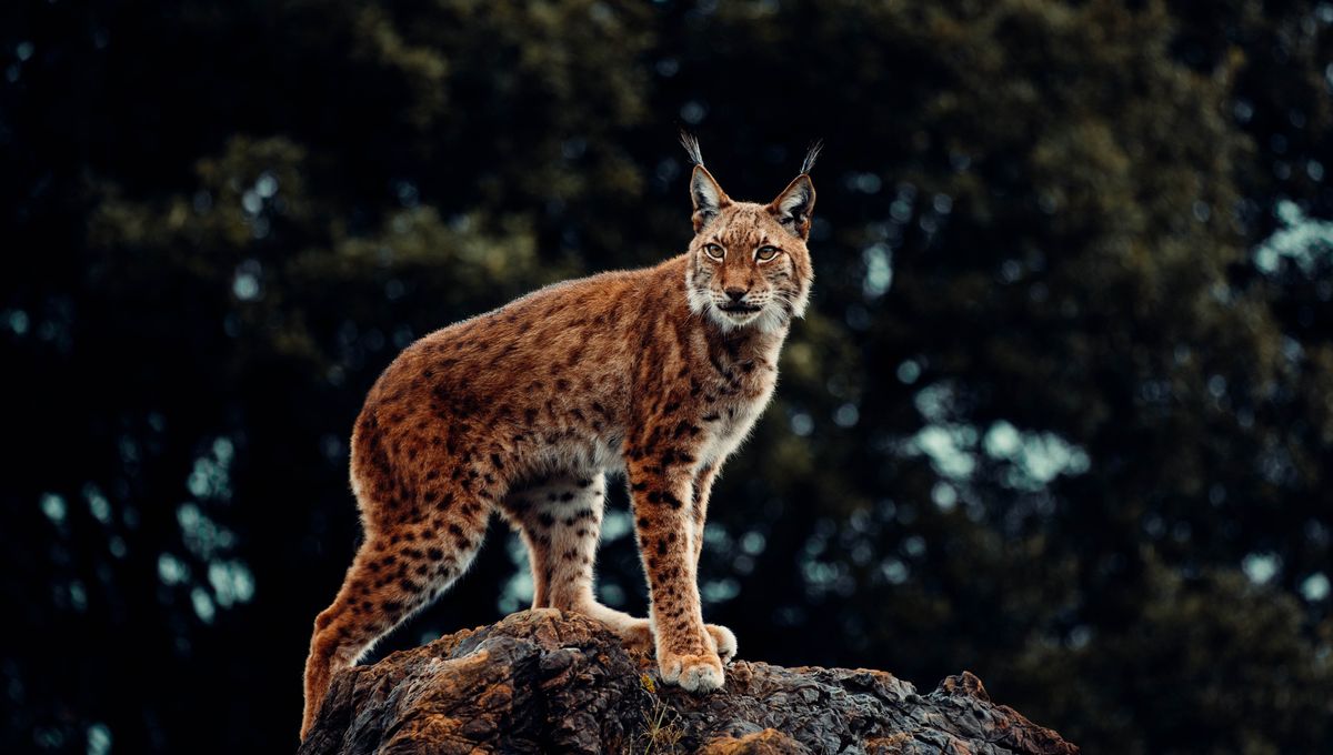 Lynx Buried In Roman Era Pit With Four Dogs Stumps Archaeologists ...