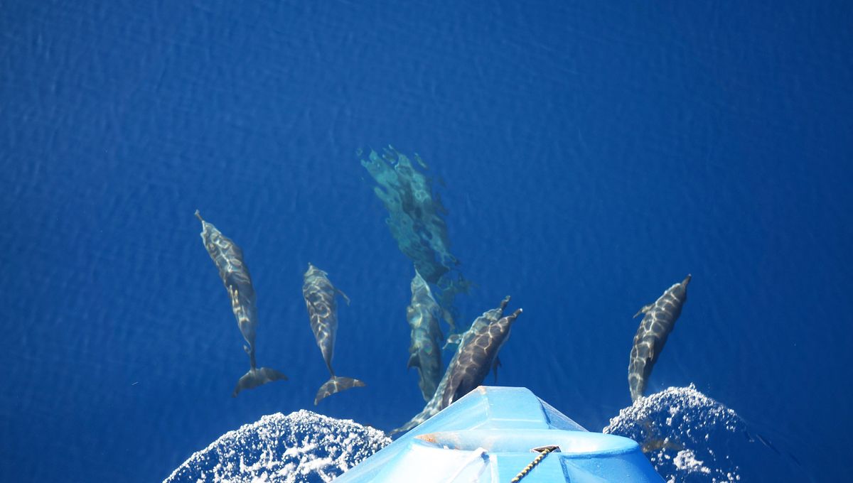 Why Do Dolphins Swim In Front Of Ships? | IFLScience