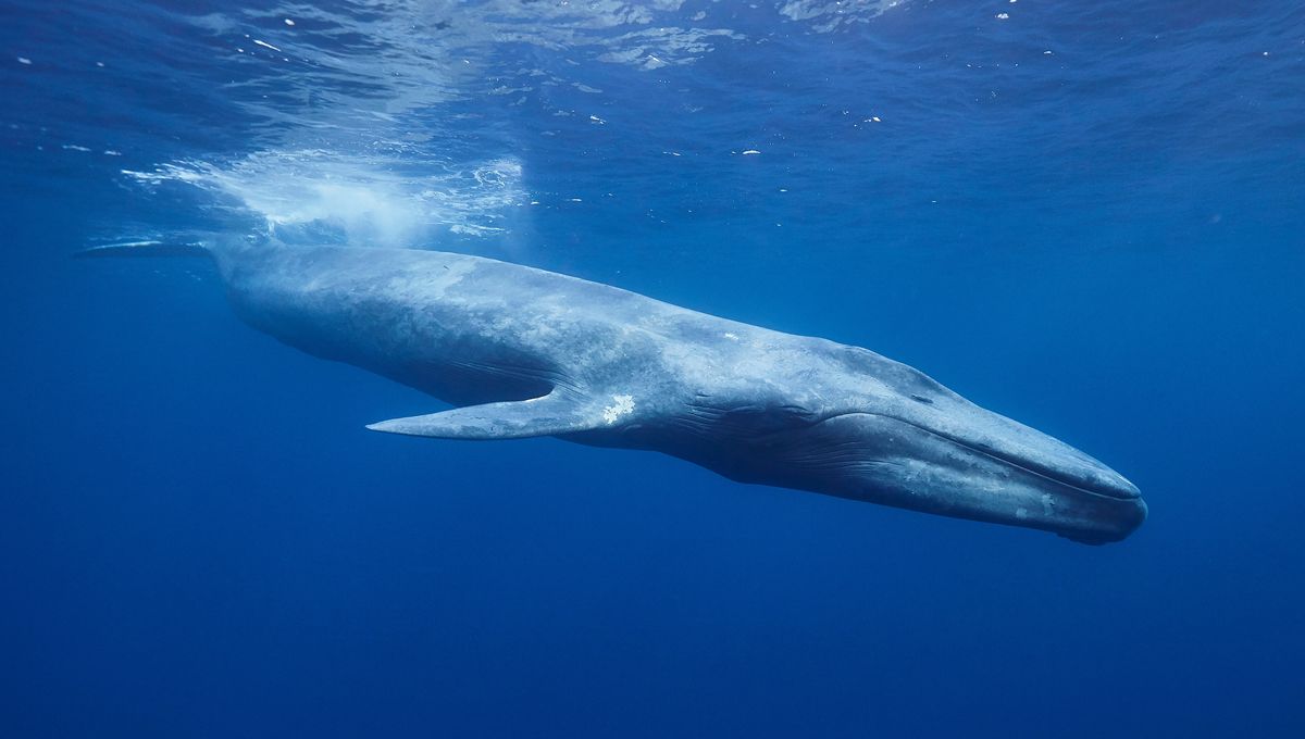 How Far Can Blue Whales Hear? | IFLScience