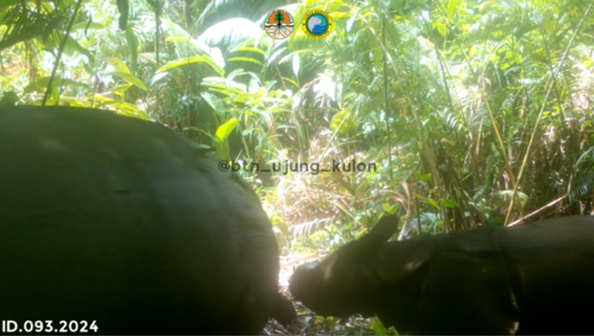 Fresh Footage Of A Baby Javan Rhino, One Of The Rarest Large Animals On ...