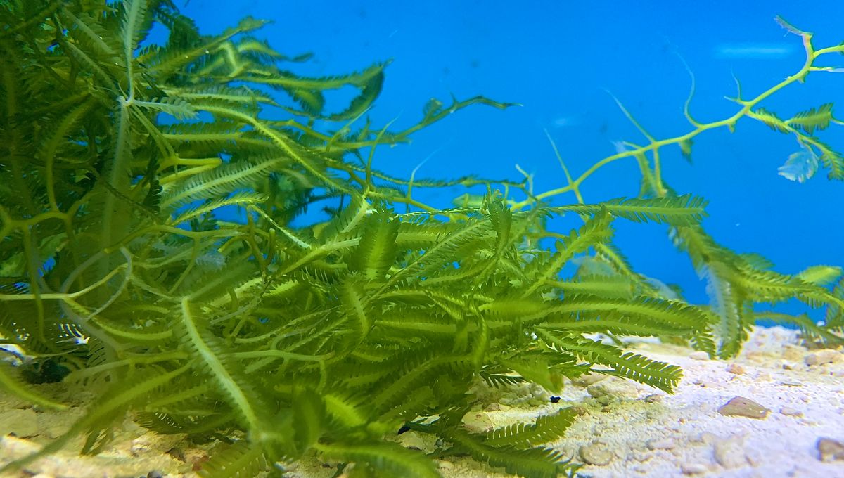 This Feathery Seaweed Is Actually The World’s Largest Single-Celled ...
