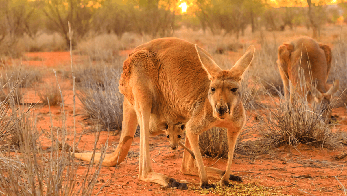 New Species Of Extinct Kangaroo Was Twice The Weight Of Today's Big ...
