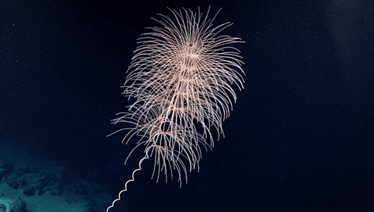 Bioluminescent Animals Have Been Glowing For At Least 540 Million Years ...