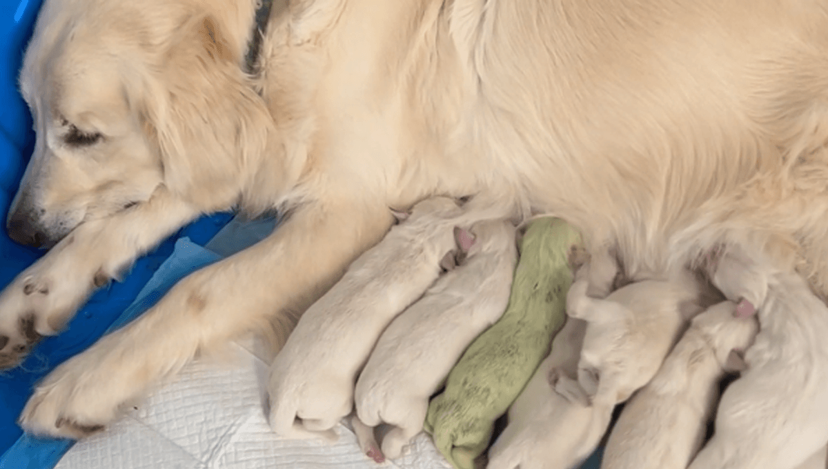 One Adorable Green Puppy Among New Arrivals For Golden Retriever Mama ...
