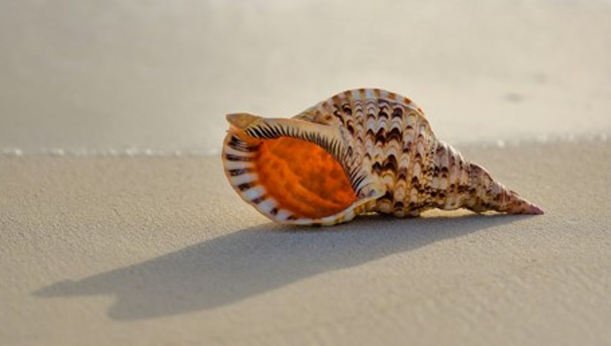 Ancient Chacoans Used Conch Shell Trumpets Like Church Bells | IFLScience