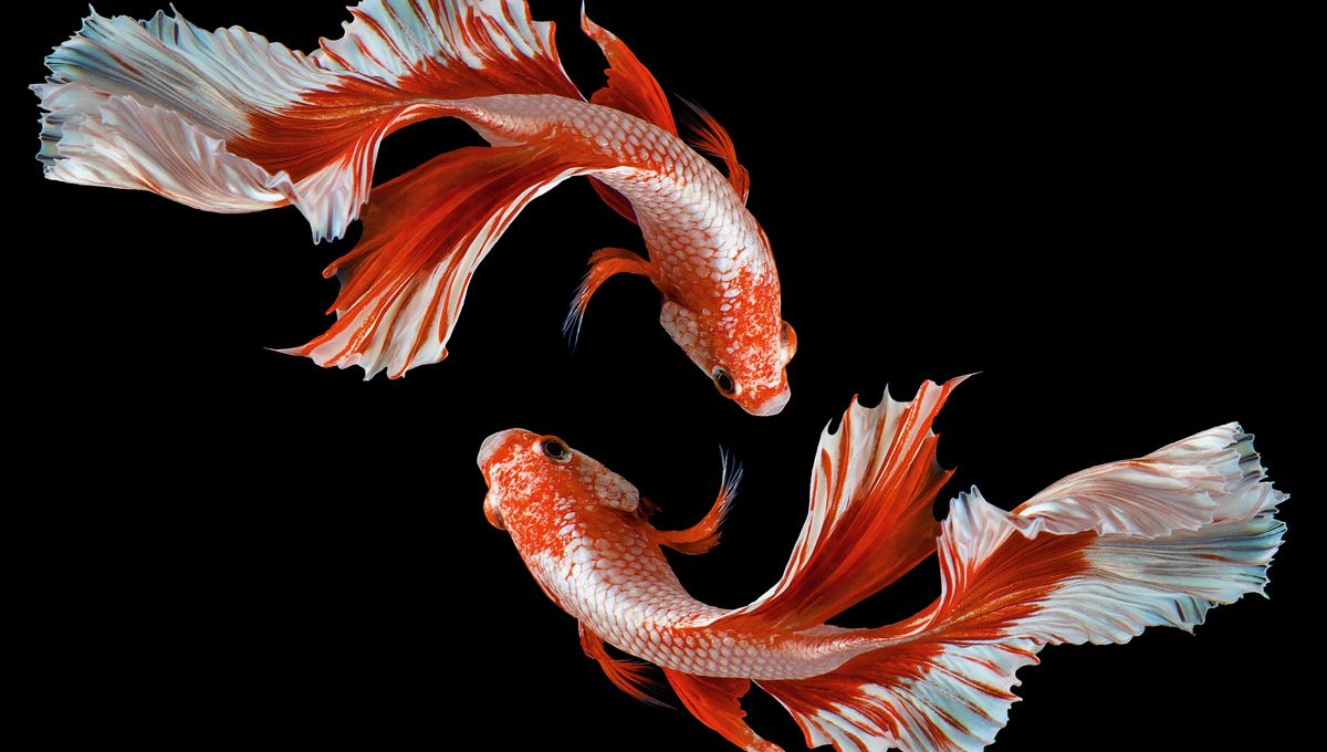 How Do Animals Know When It’s Their Turn To Communicate? | IFLScience