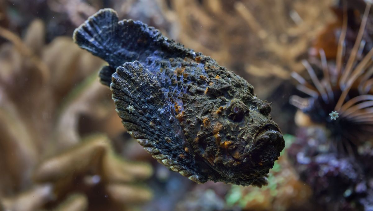 Meet The Most Venomous Fish In The World | IFLScience