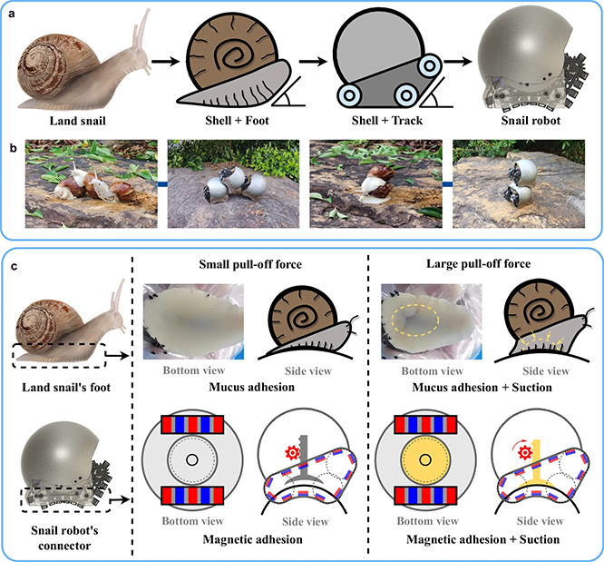 Snail Robots Inspired By The Real Thing Can Traverse, Climb, And Work ...