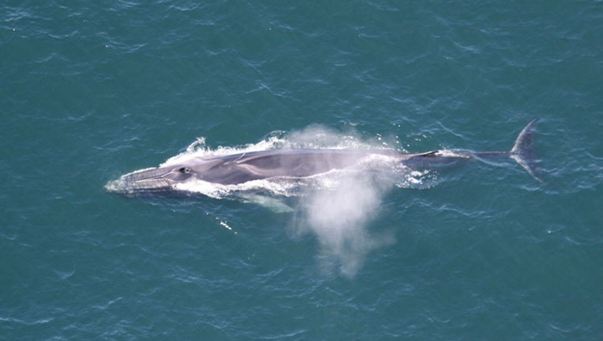 Japan To Start Hunting Fin Whales, The Second-Largest Animal On Earth | IFLScience