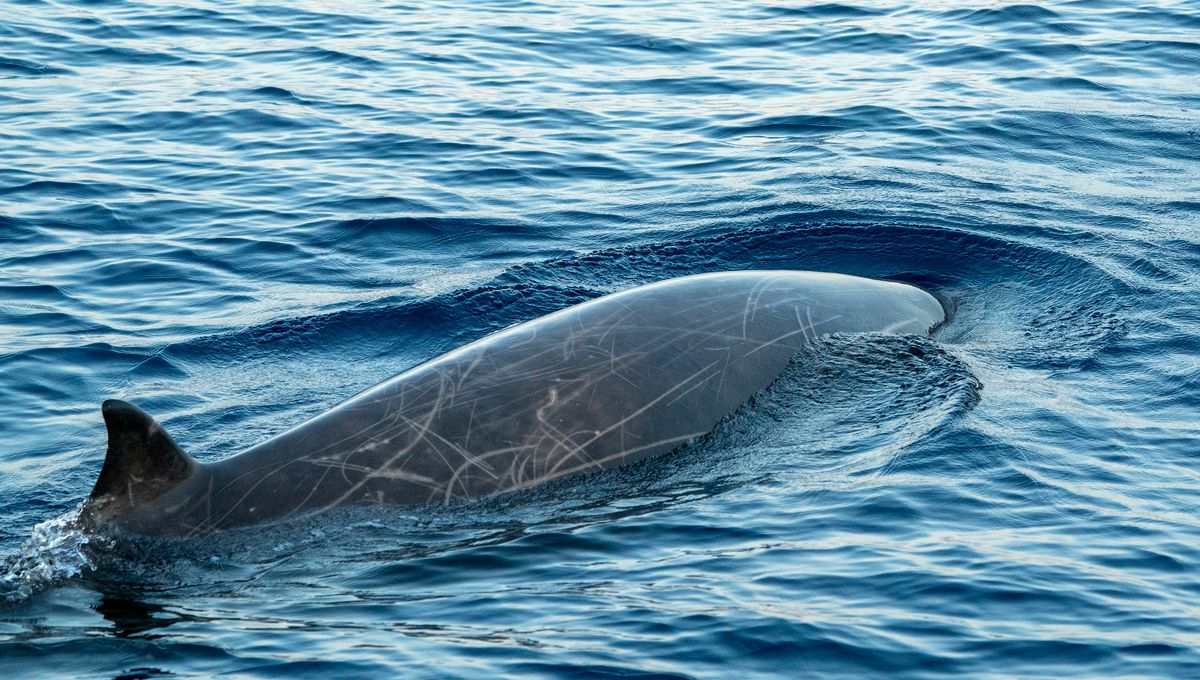 Which Animal Can Hold Its Breath The Longest? | IFLScience