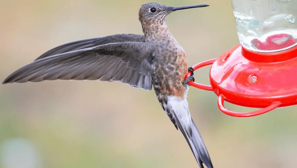First Snakes, Now Hummingbirds, World’s Largest Species Revealed To Be ...