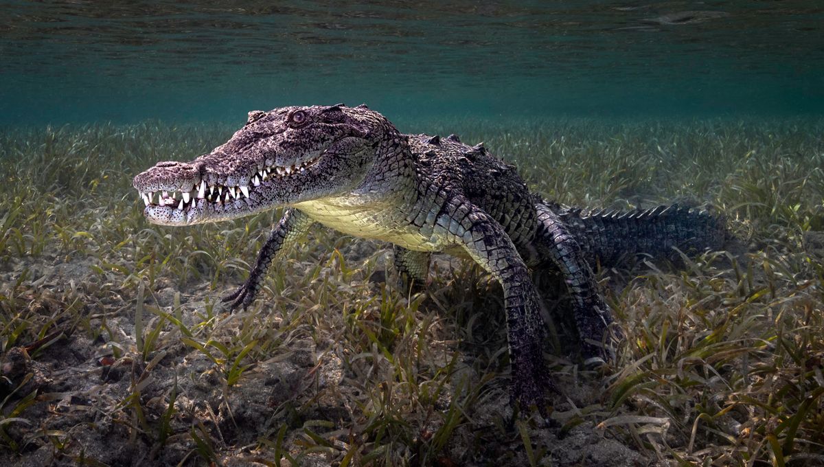 Athletic, Speedy, and Heavily Armored: Meet The Cuban Crocodile | IFLScience