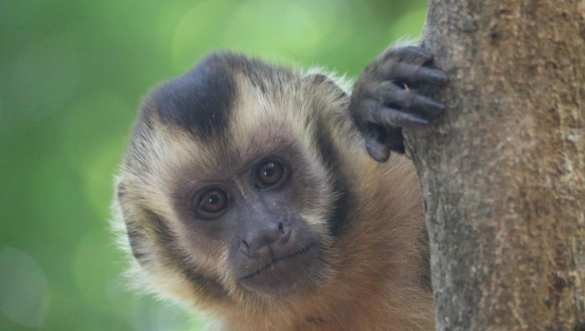 Using Stones And Sticks Helps Capuchin Monkeys Find Underground Food ...