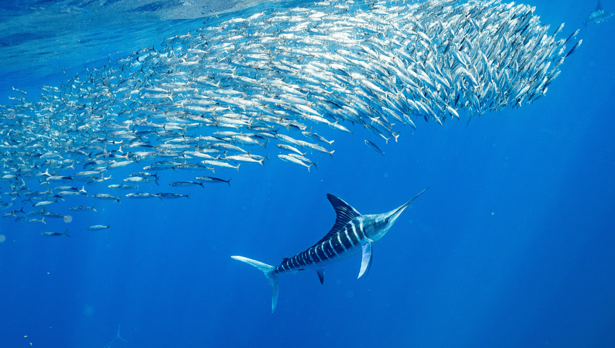 What's The Fastest Animal In The Ocean? | IFLScience