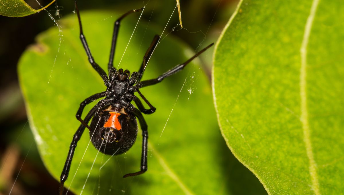 What Did The Earliest Spiders Look Like? | IFLScience