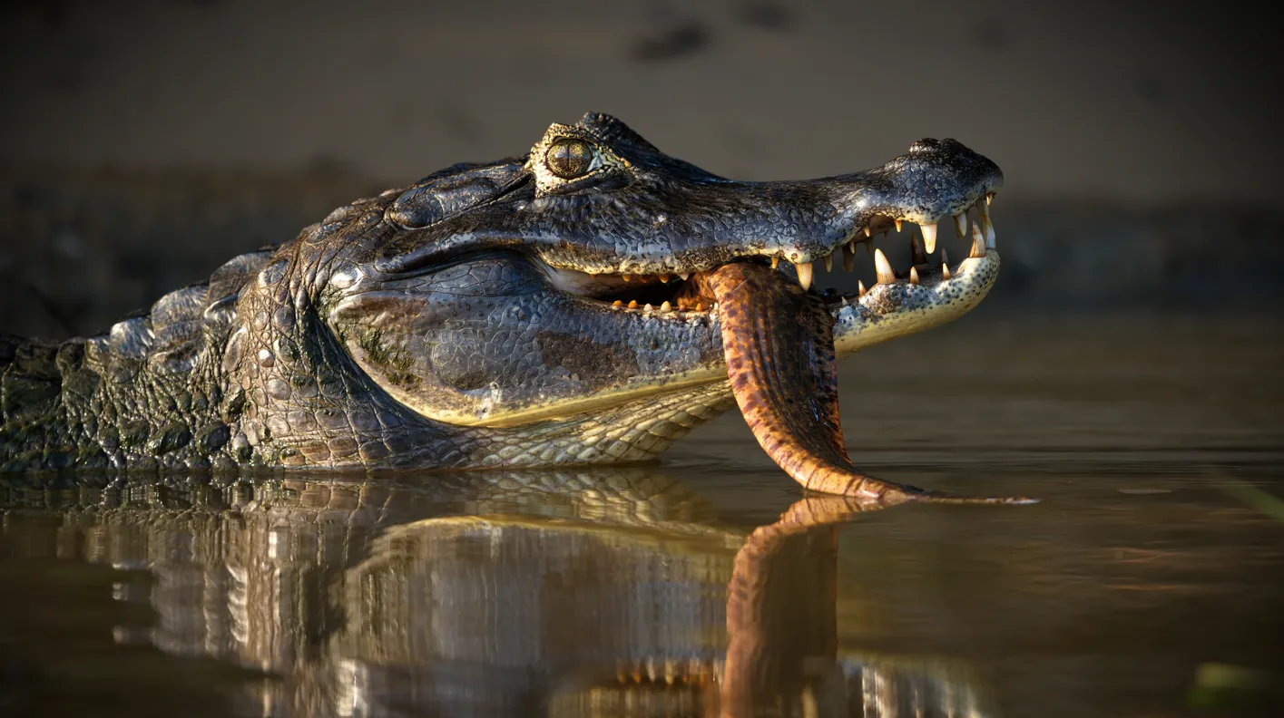 Black Caiman Crocodile