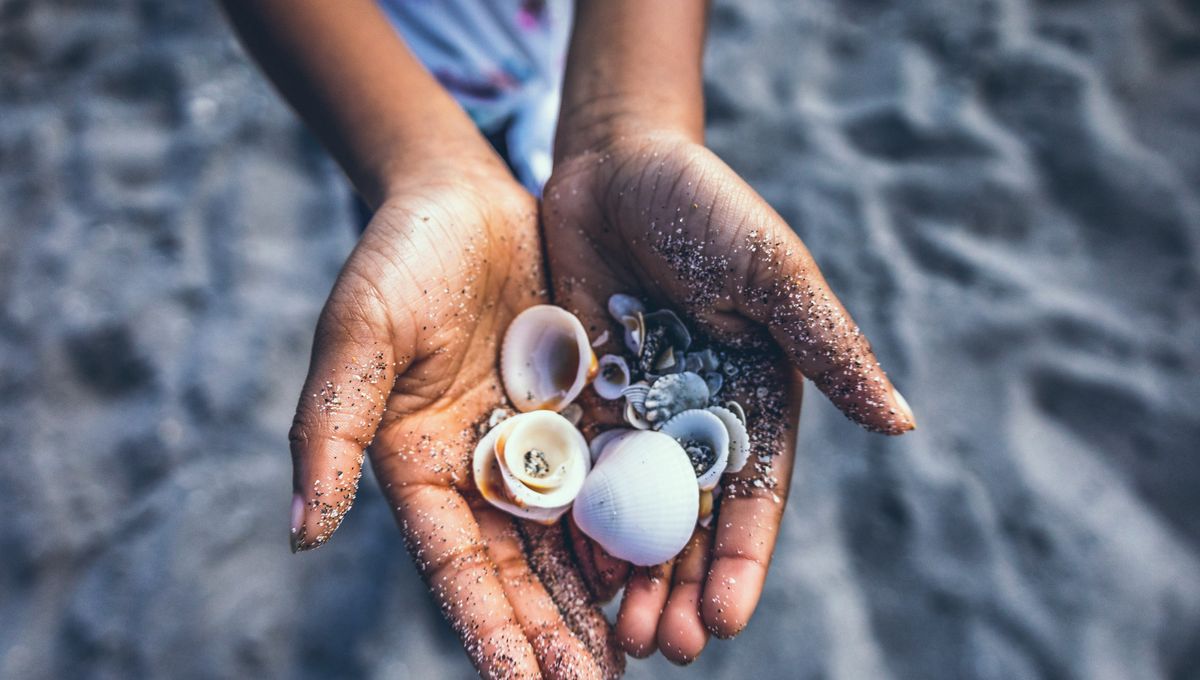 Why You Shouldn't Take Seashells From Beaches | IFLScience
