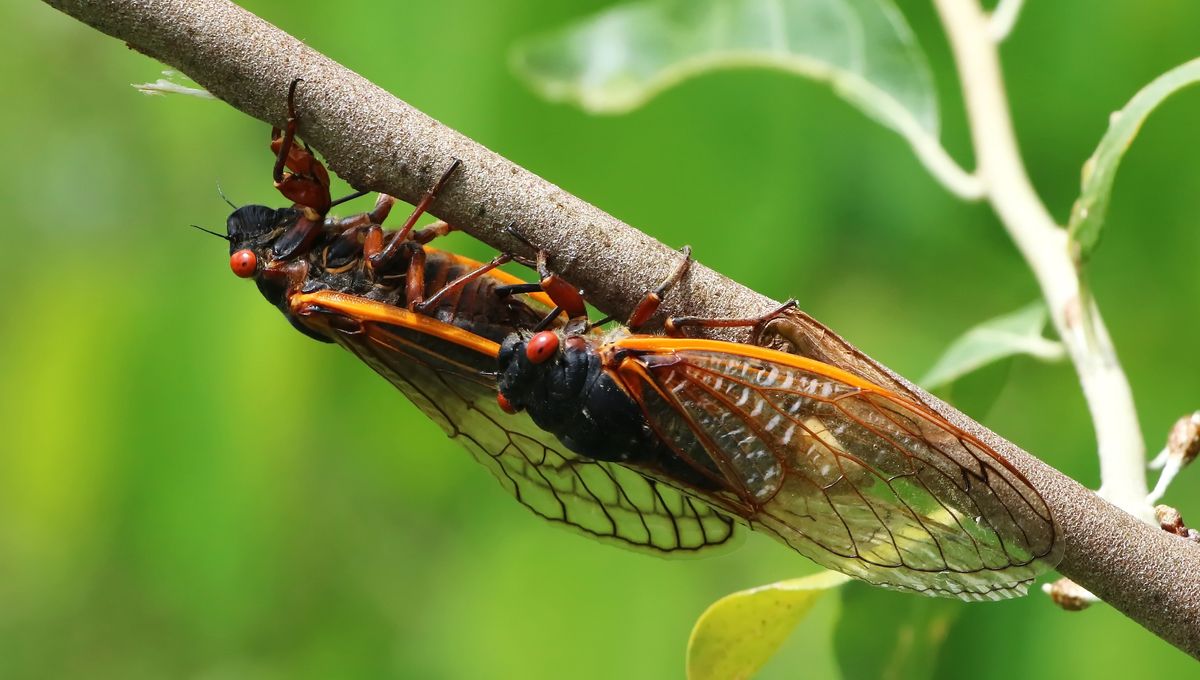 Cicadapocalypse May Have Peculiar Effect On People With Tinnitus ...