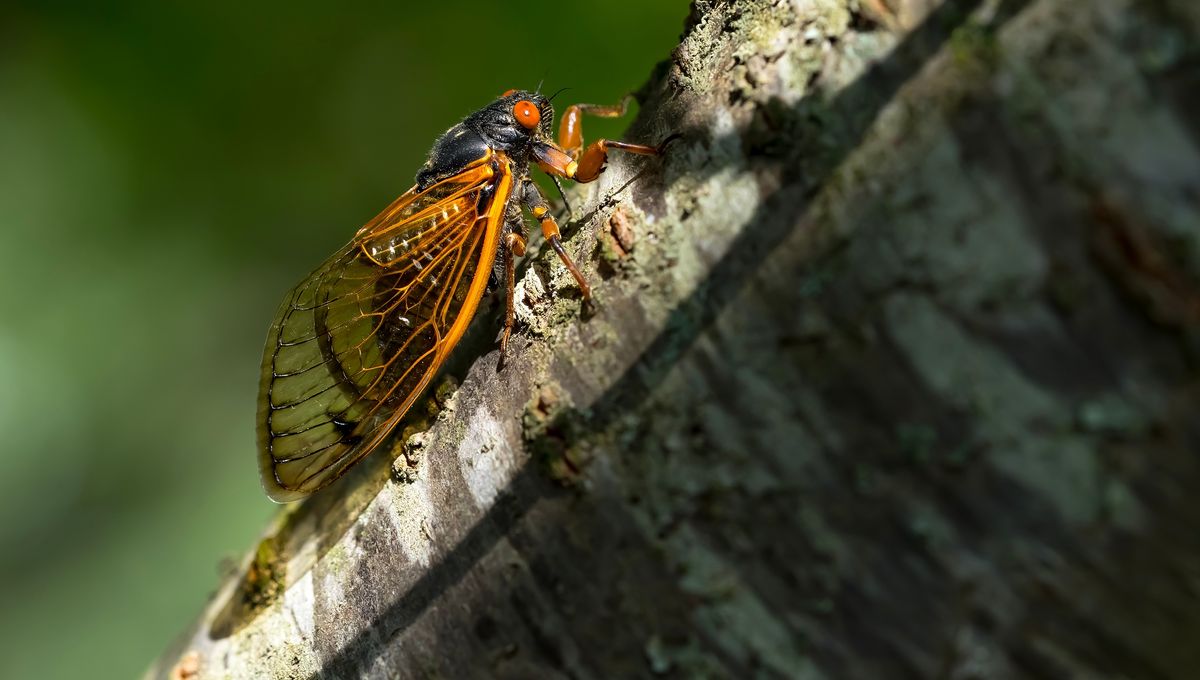 Want To Seduce A Cicada? Let David Attenborough Show You How | IFLScience