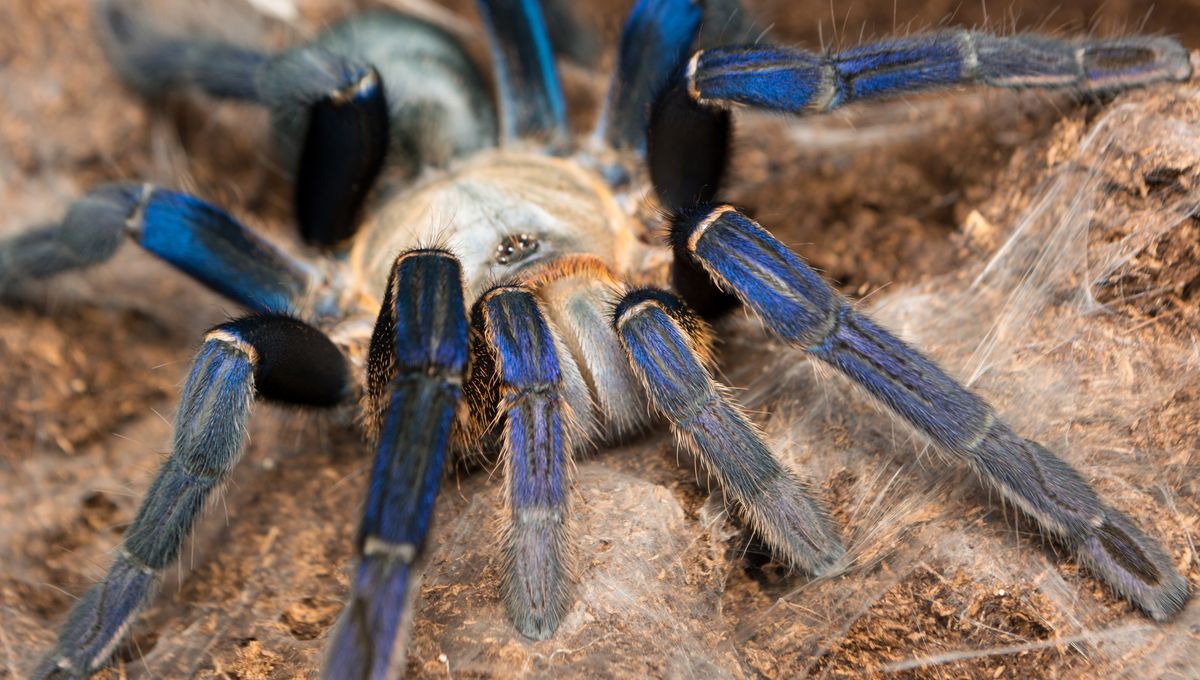 Electric Blue, Cobalt Blue and Green Bottle Blue: Meet The Famous Blue ...
