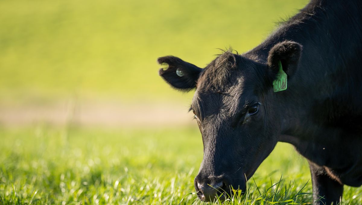 Laura Simmons - Journalist Profile - Intelligent Relations