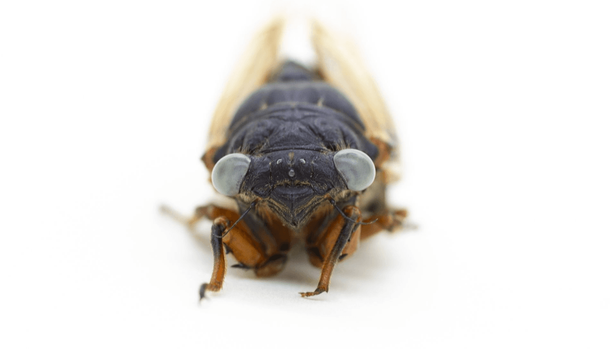 "One In A Million" Blue-Eyed Mutant Cicada Found By Kid In Illinois ...