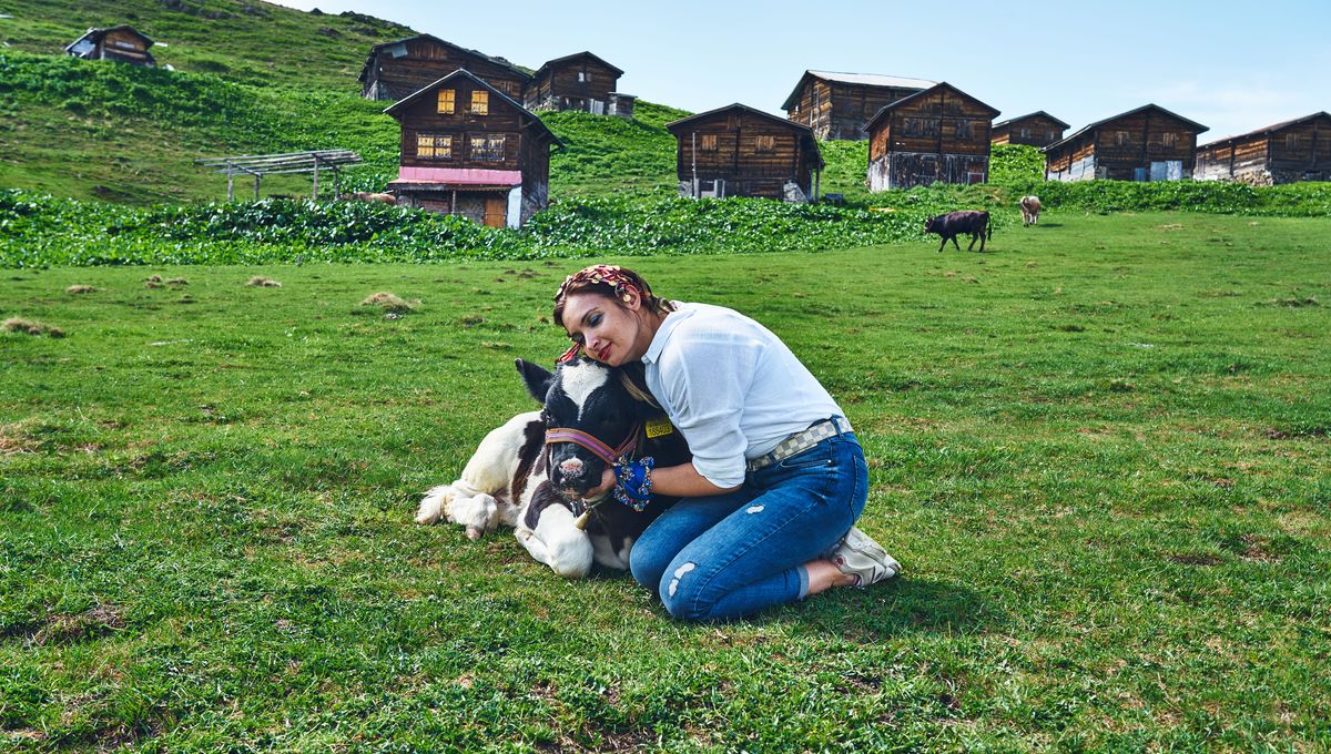 Cuddling Cows Is Great Therapy For You (And The Cow) | IFLScience