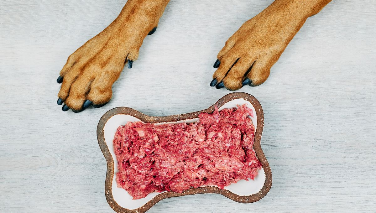 Should You Really Be Feeding Your Dog Raw Meat? | IFLScience