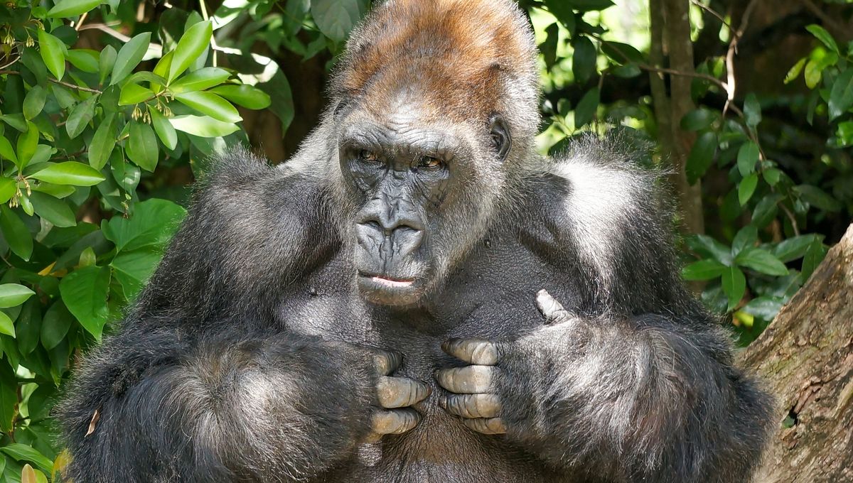 What Are "Gorilla Ribs" – And Should I Worry If I Have Them? | IFLScience