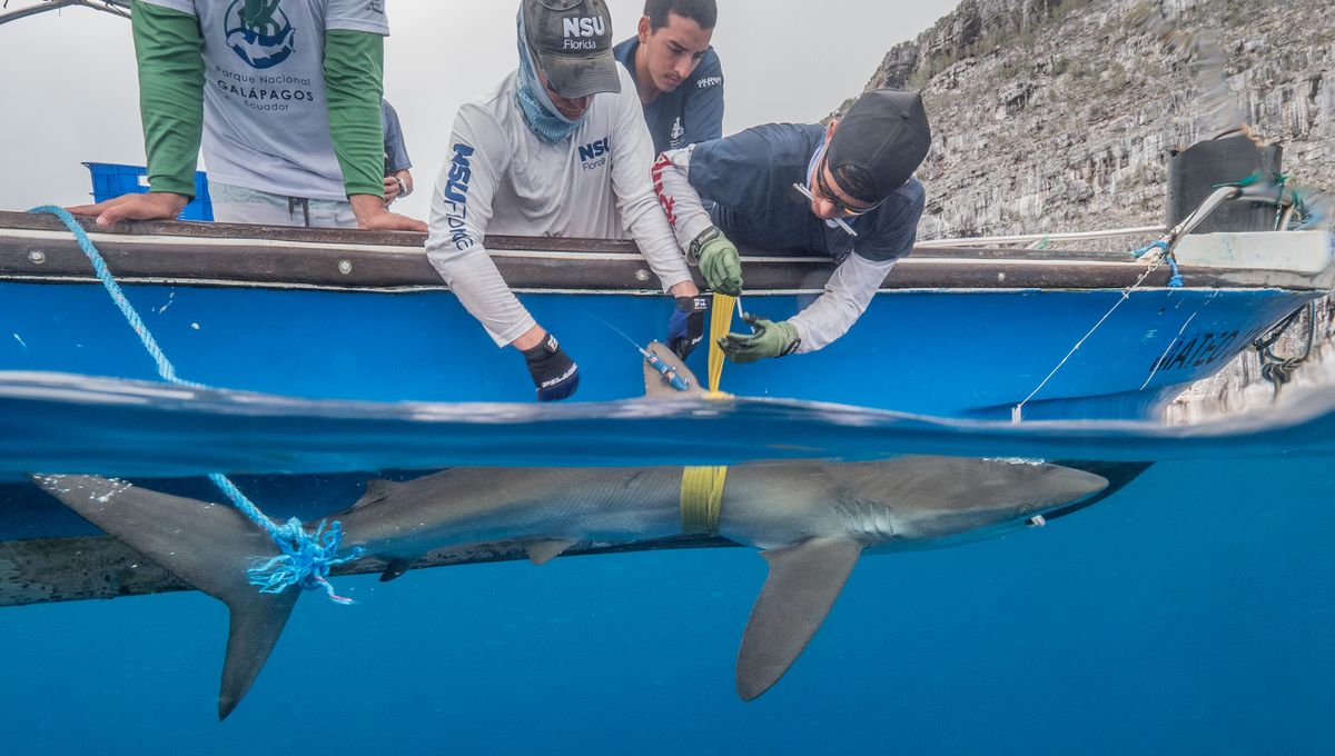 Silky Shark Swims Record-Breaking Migration Route Of Over 27,000 ...