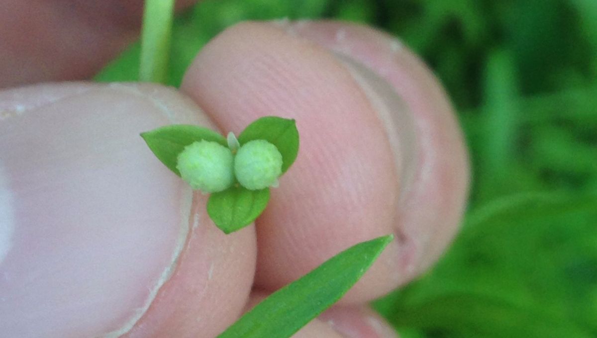 Tiny Plant Thought Extinct In Vermont Accidentally Rediscovered Over ...
