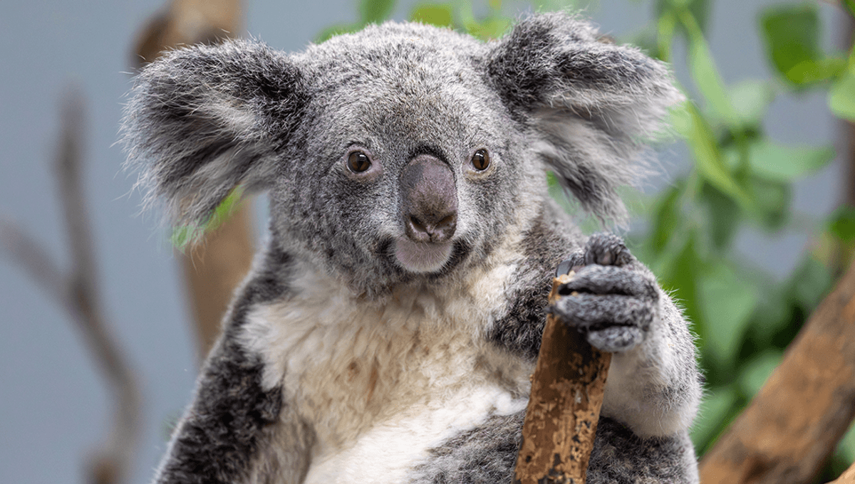 Claude The Koala Has Gone On Another Heist. This Time, He Brought A ...