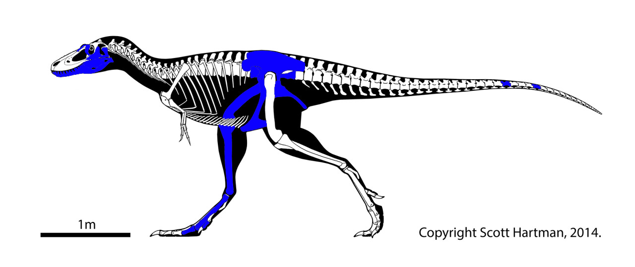 Rare “Teen” T. Rex Fossil Discovered By Three Kids Hiking In North ...