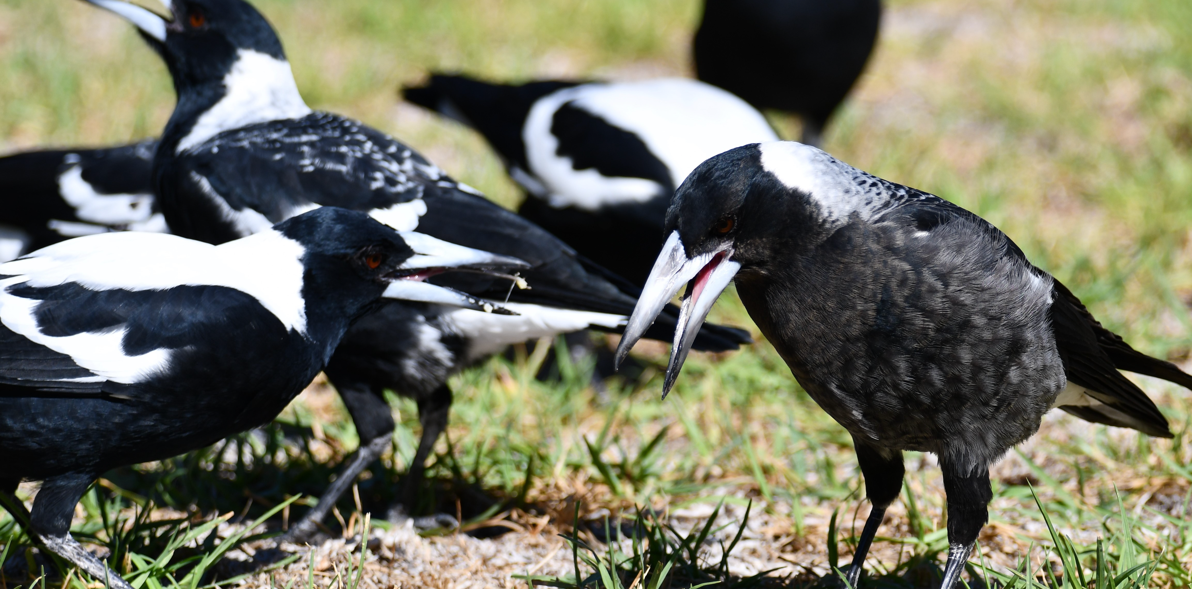 Australian Magpies Prove Bullies Are Less Intelligent | IFLScience