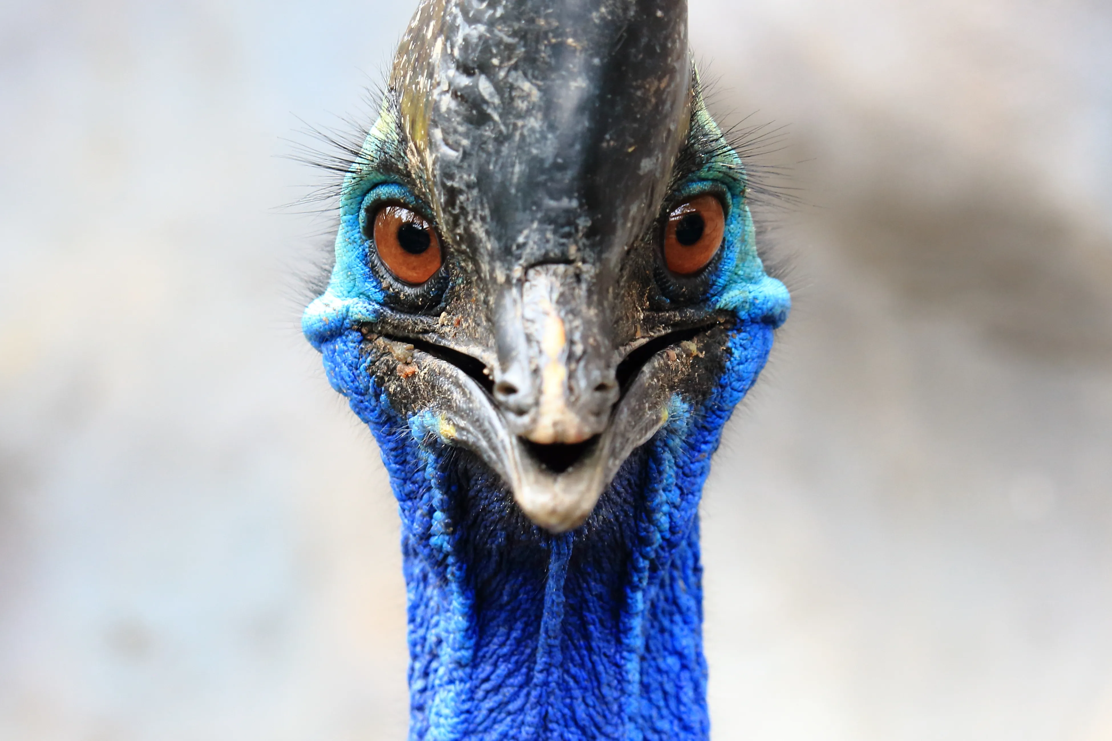 Killer Cassowary Bird Attacks