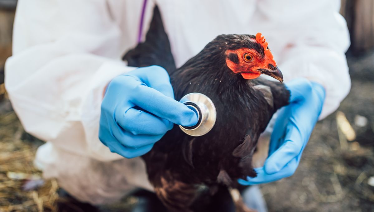 2-Year-Old Girl First Case Of Human H5N1 Bird Flu Detected In Australia ...