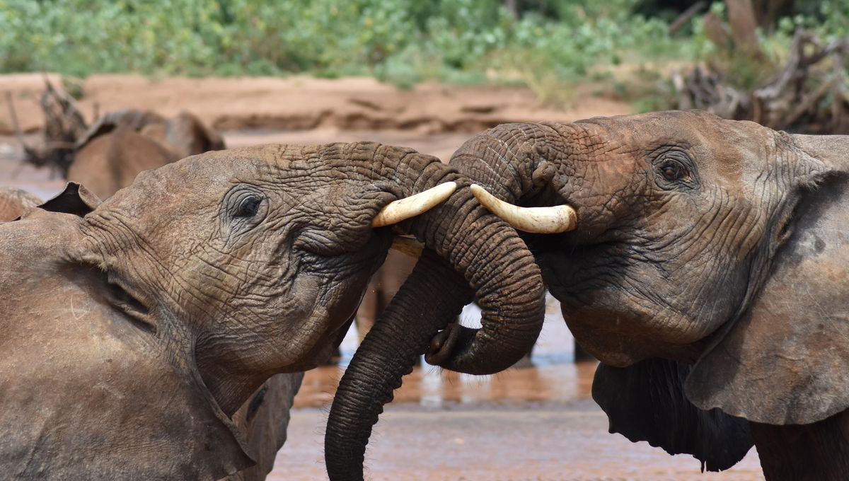 African Elephants Call Each Other By "Names", Just Like Humans Do | IFLScience