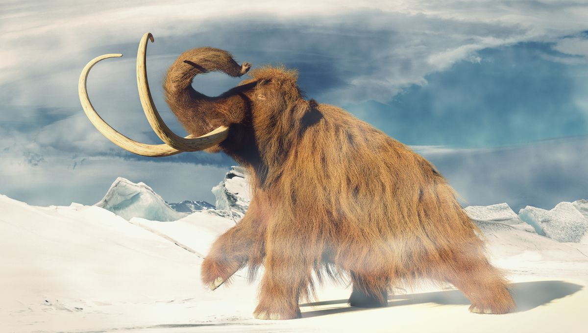 A Siberian Graveyard Reveals 800 Years Of Human-Mammoth Interactions ...