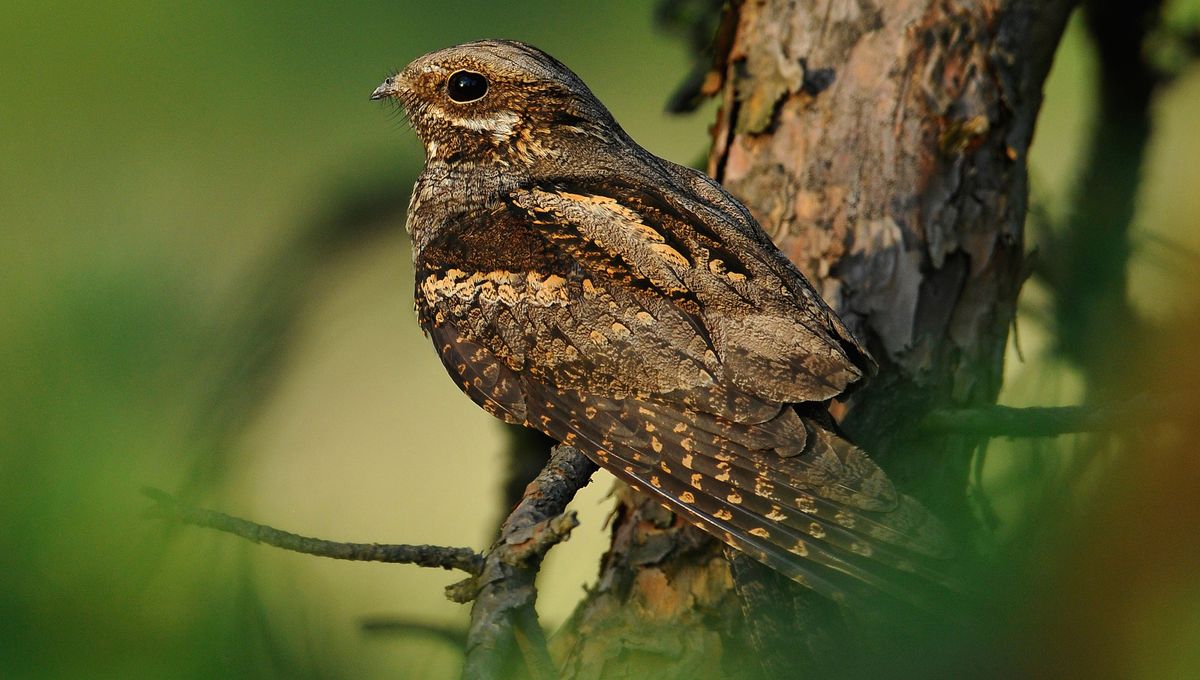 Nightjars: Goat-Sucking Supernatural Beings Or Misunderstood Birds ...