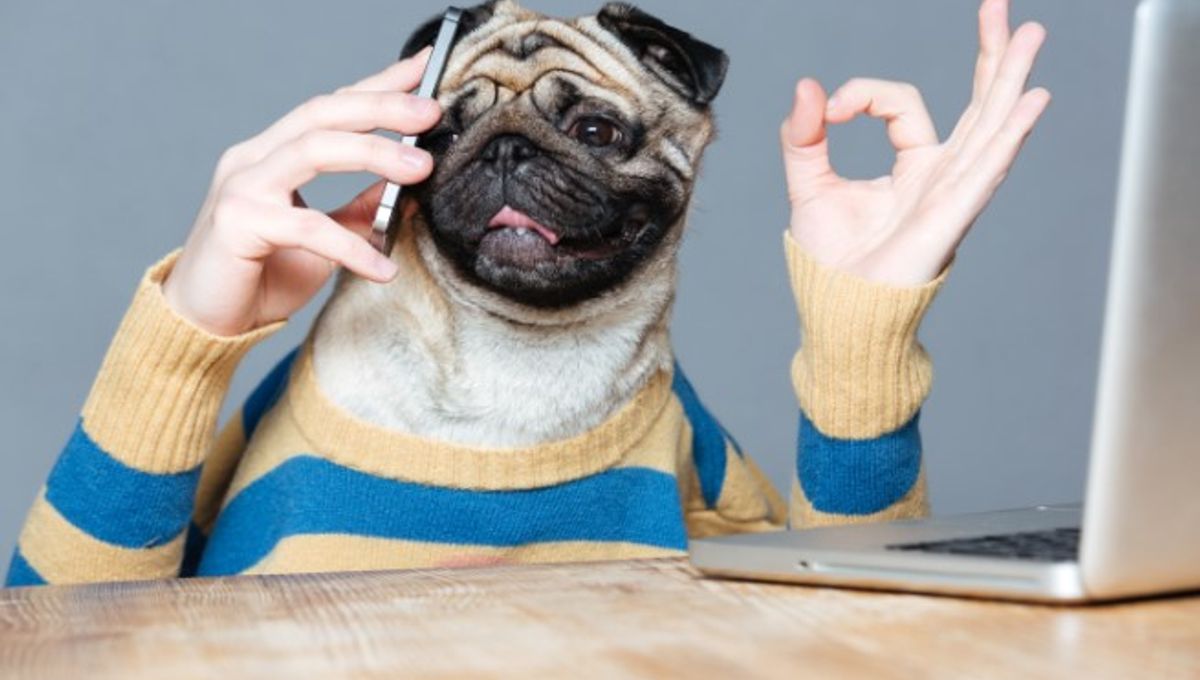 This AI Can Interpret The Meaning Of Dog Barks | IFLScience