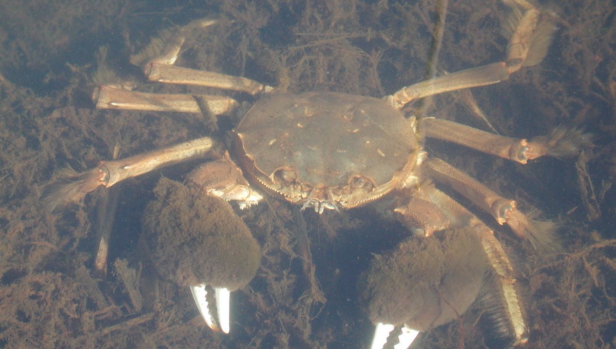 Move Over Joro Spiders, Now Furry-Clawed "Mitten Crabs" Are Invading ...