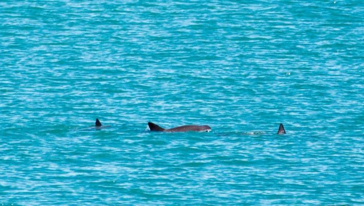 Just 6 To 8 Individuals Of The World's Rarest Mammal Sighted In Vaquita ...